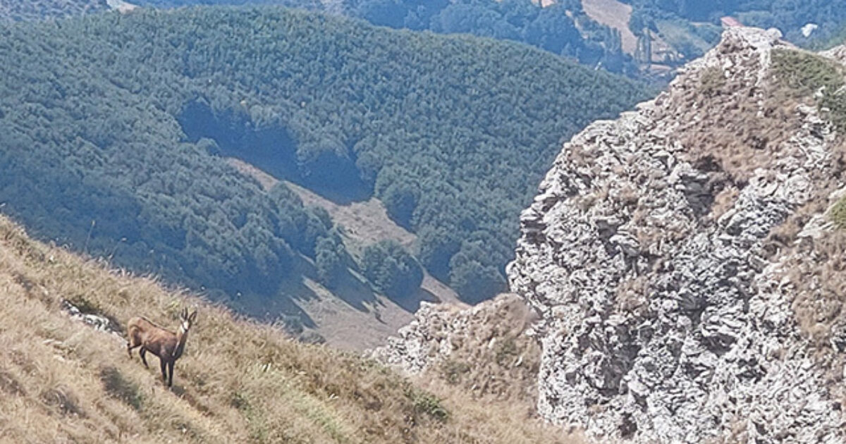 Der High Scardus Trail