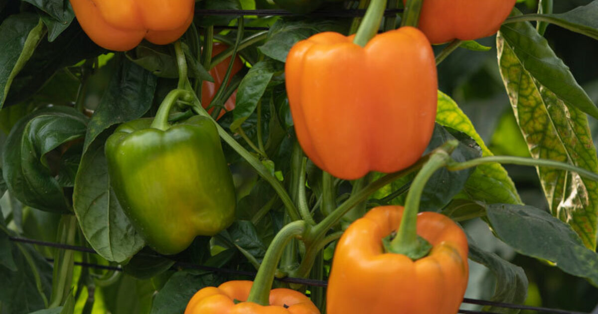 The perfect ﻿pepper ﻿in view