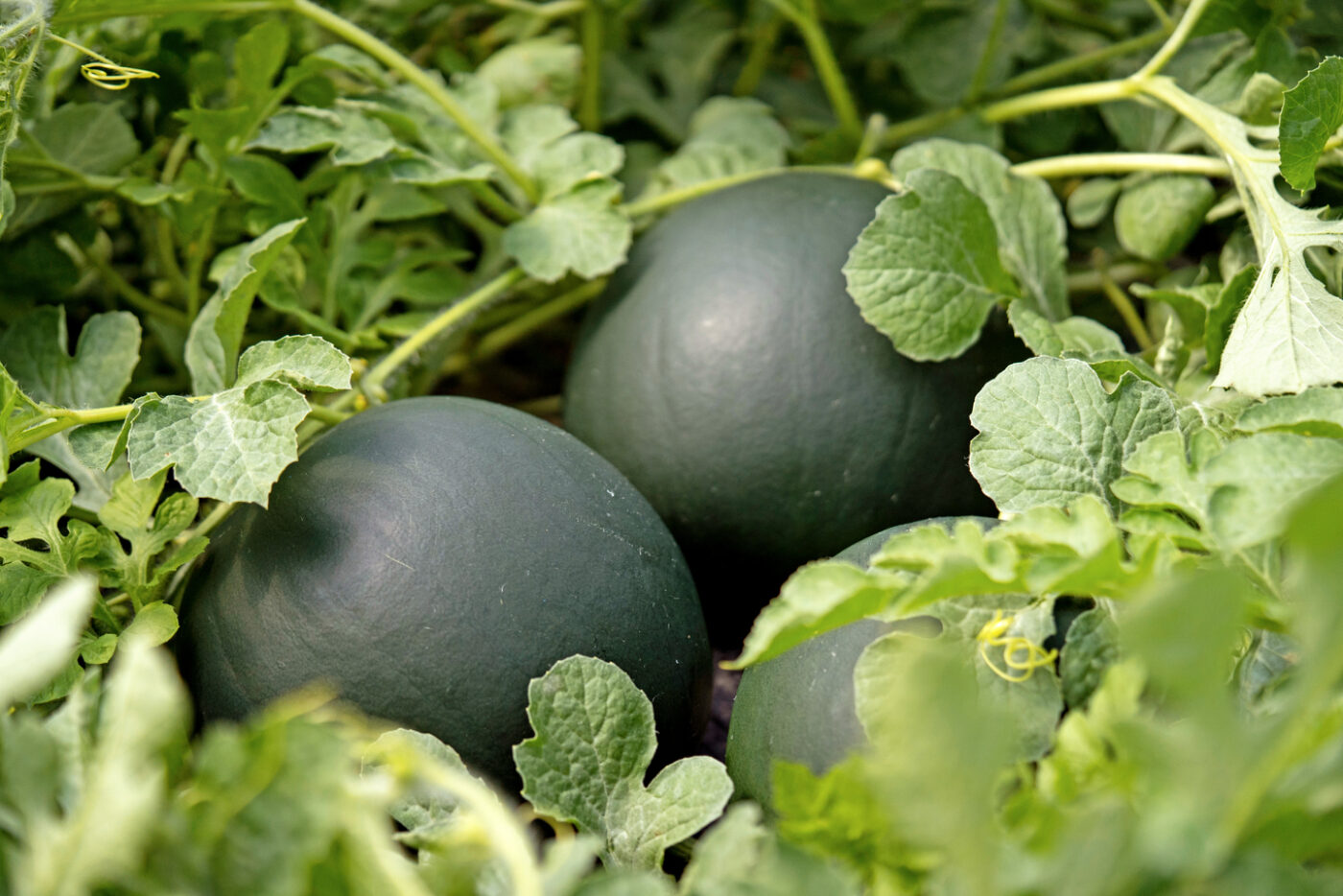 KWS watermelons are ripe for Turkey.