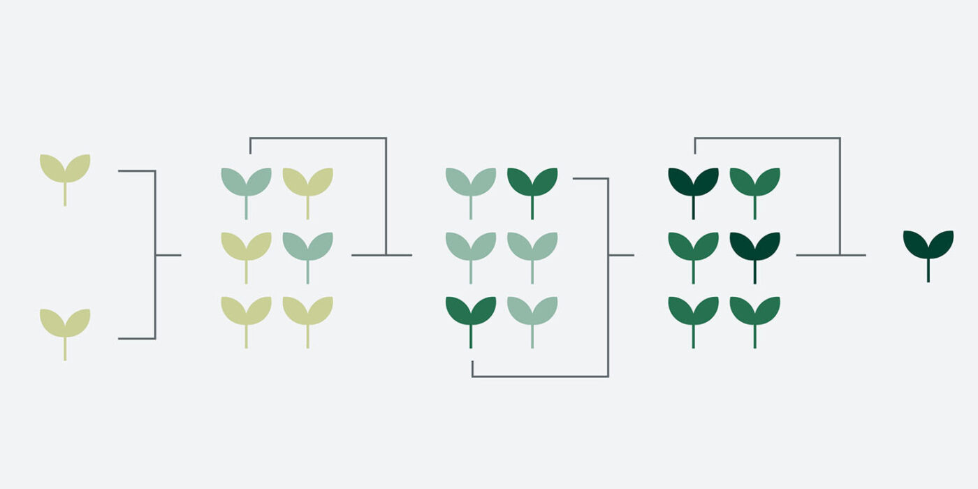 Plant breeding: Between art form and key technology