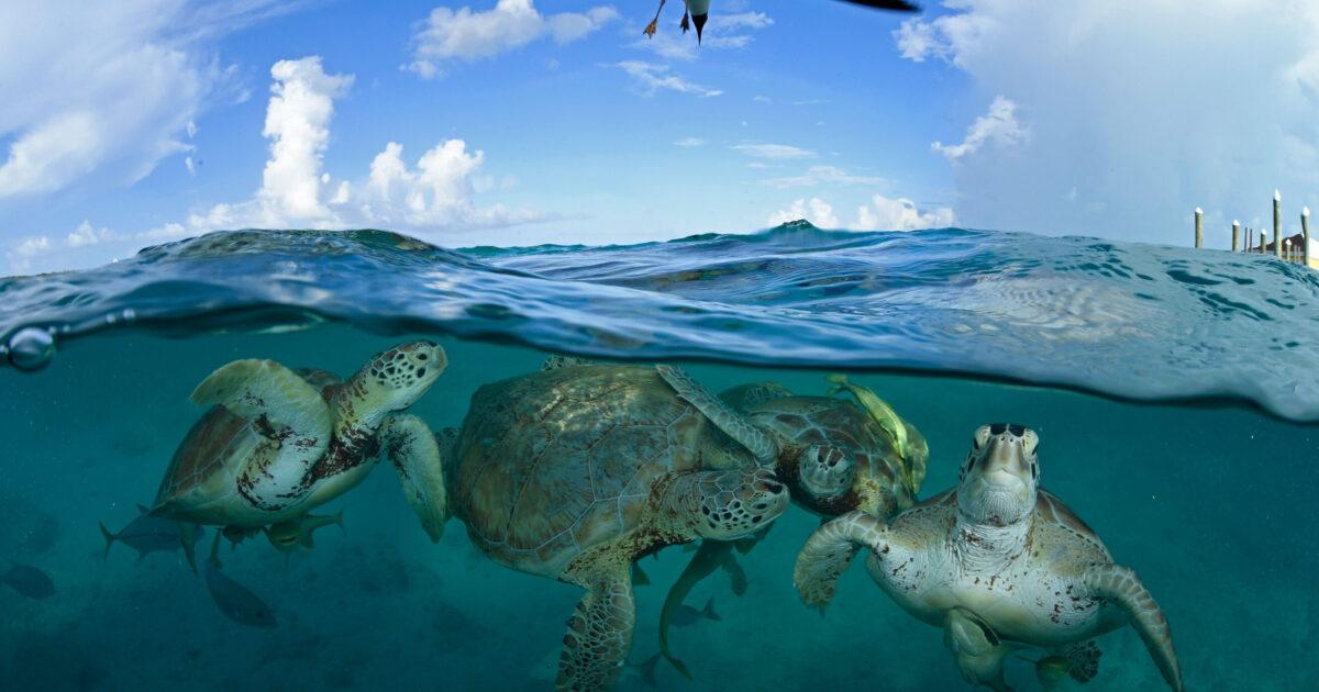 Bilder, Bilder, Bilder